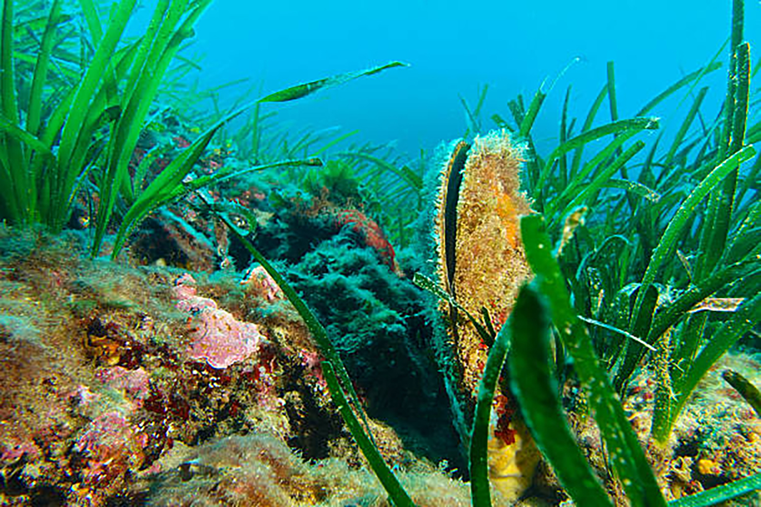 PINNA NOBILIS, un progetto di salvaguardia per il bivalve più grande ...